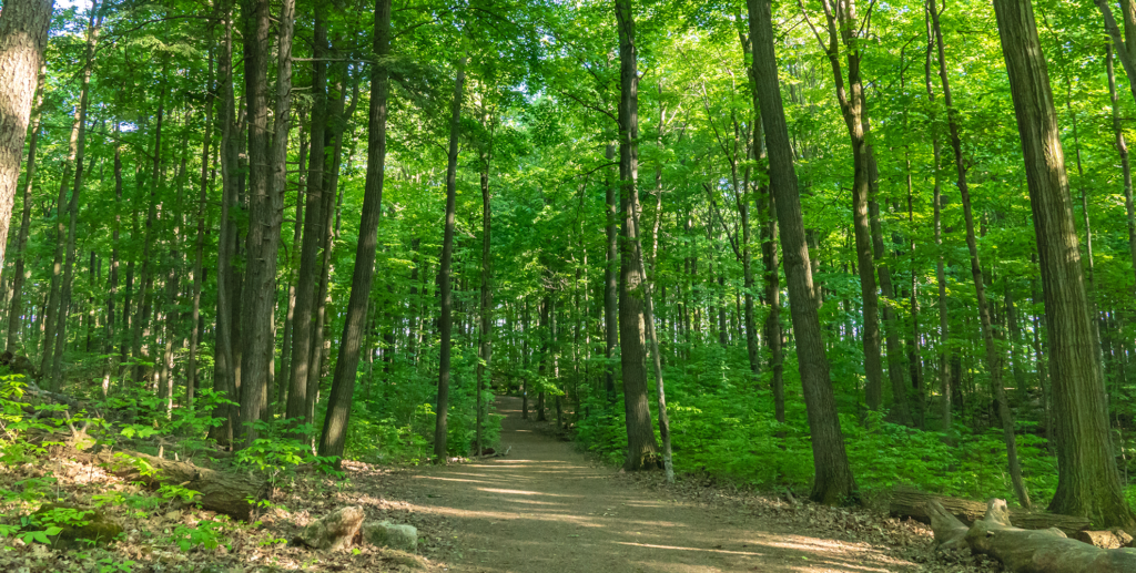 Unravelling Canada’s UNDA National Action Plan | Woodward & Company LLP